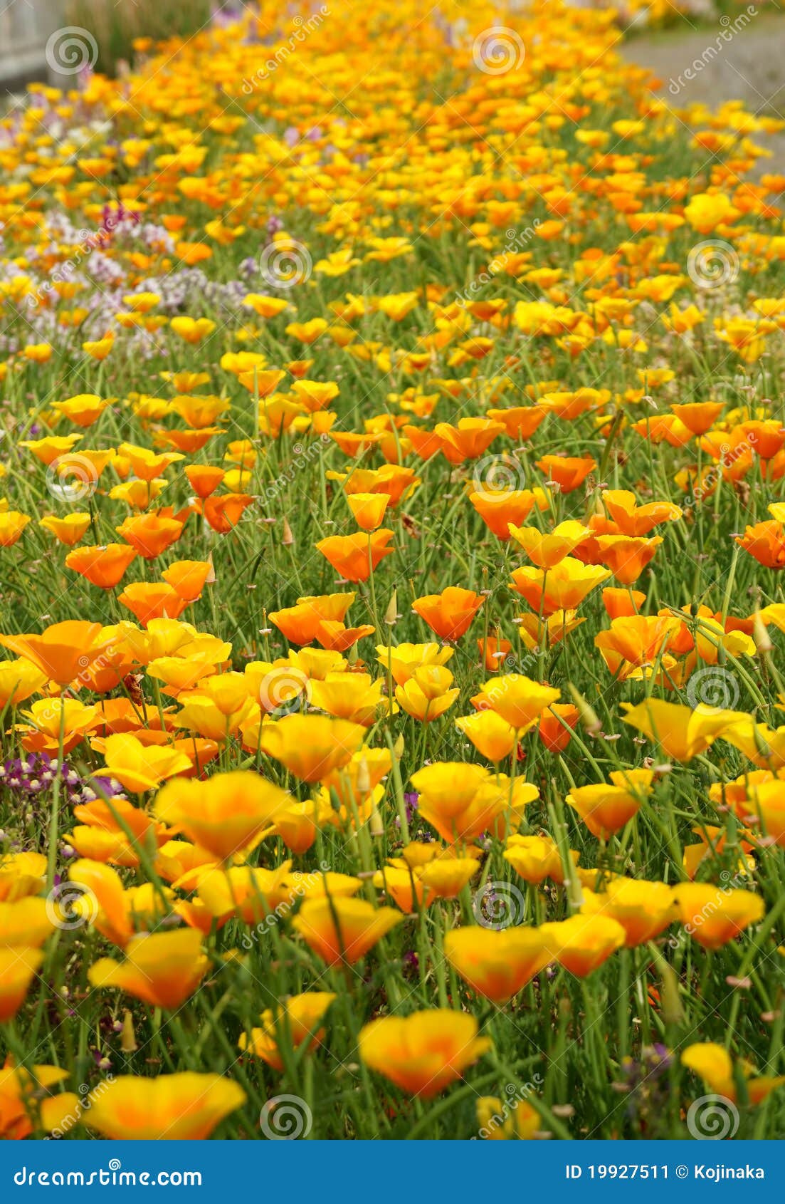 Eschscholzia californica stock image. Image of nature - 19927511