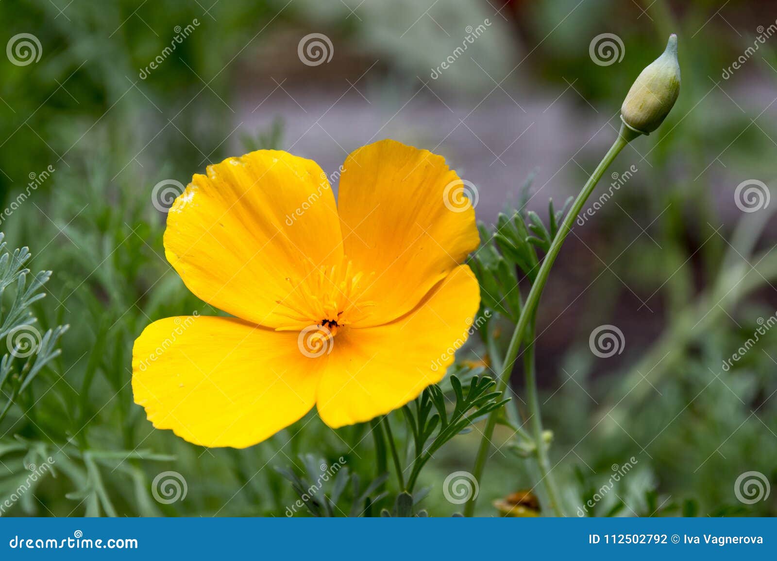 Eschscholzia Californica Cup of Gold Flowers in Bloom Stock Photo ... Eschscholzia Californica Cup of Gold Flowers in Bloom Stock Photo ...