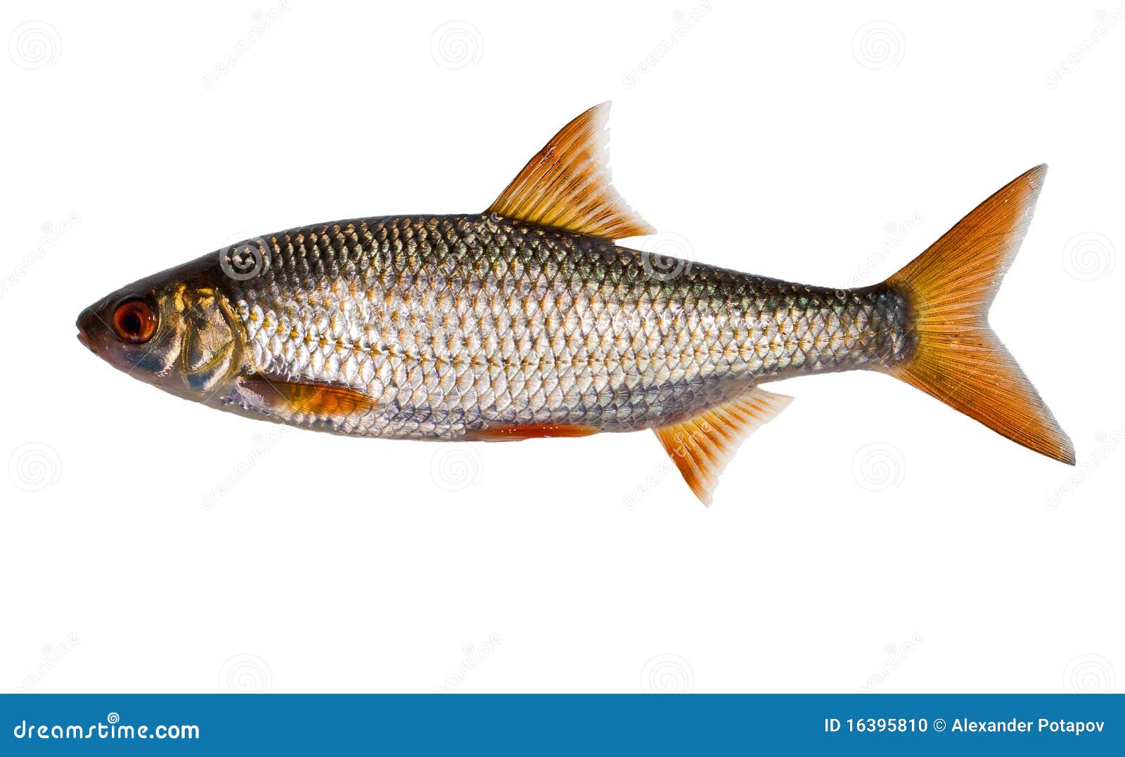 Escoja Aislado En El Escarcho Blanco Foto de archivo - Imagen de ...