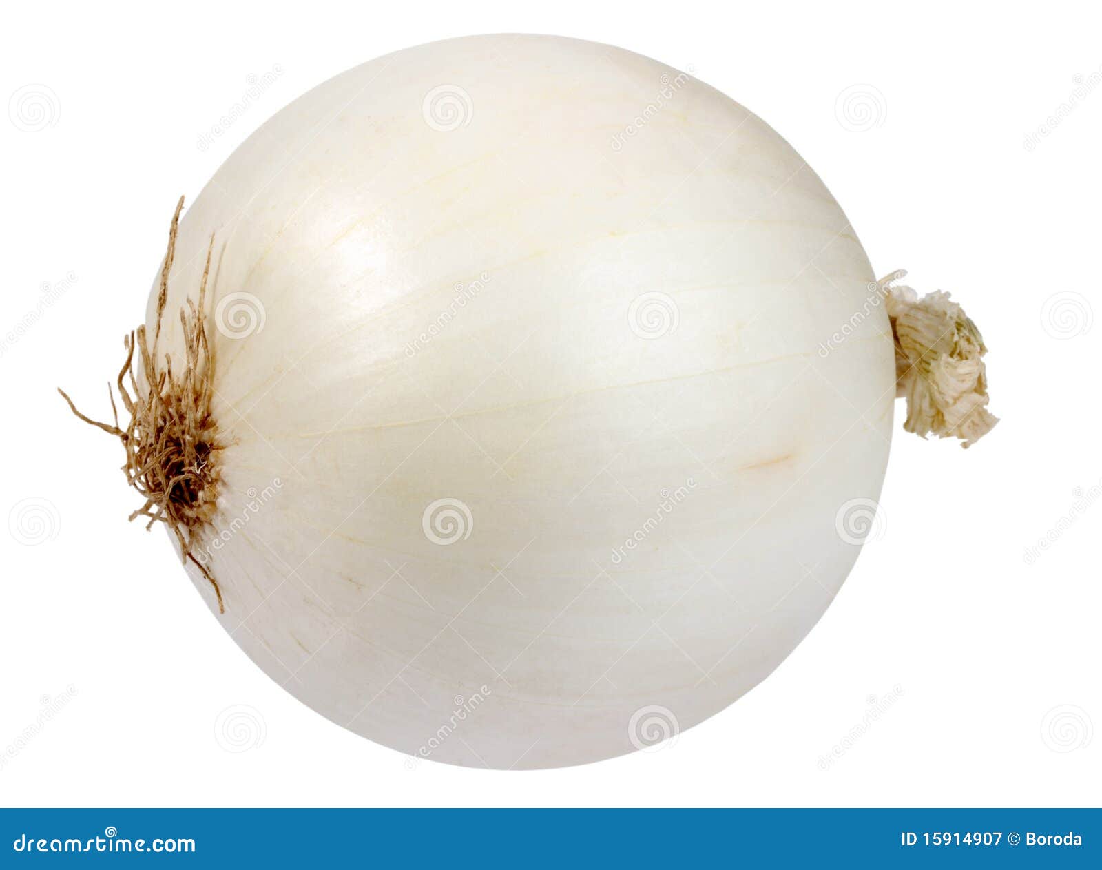 Escoja Una Cebolla Fresca Blanca Imagen de archivo - Imagen de aislado ...