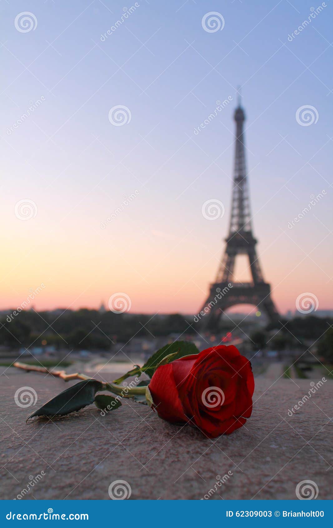 Escolha Cor-de-rosa Em Paris Imagem de Stock - Imagem de sereno, flor ...