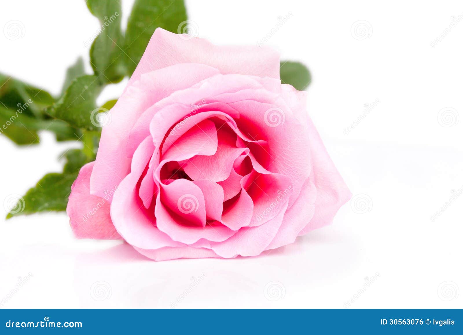 Escolha O Encontro Cor-de-rosa Foto de Stock - Imagem de romance, amor ...