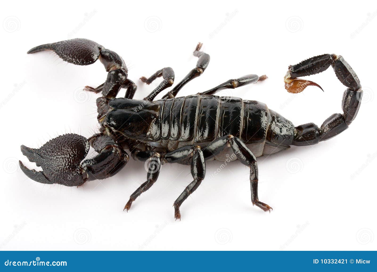 Escorpión imagen de archivo. Imagen de venenoso, belleza - 10332421