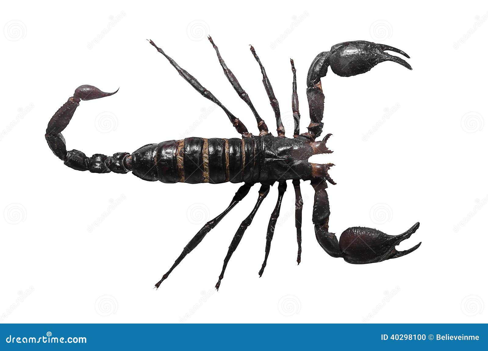 Escorpión foto de archivo. Imagen de tropical, insecto - 40298100