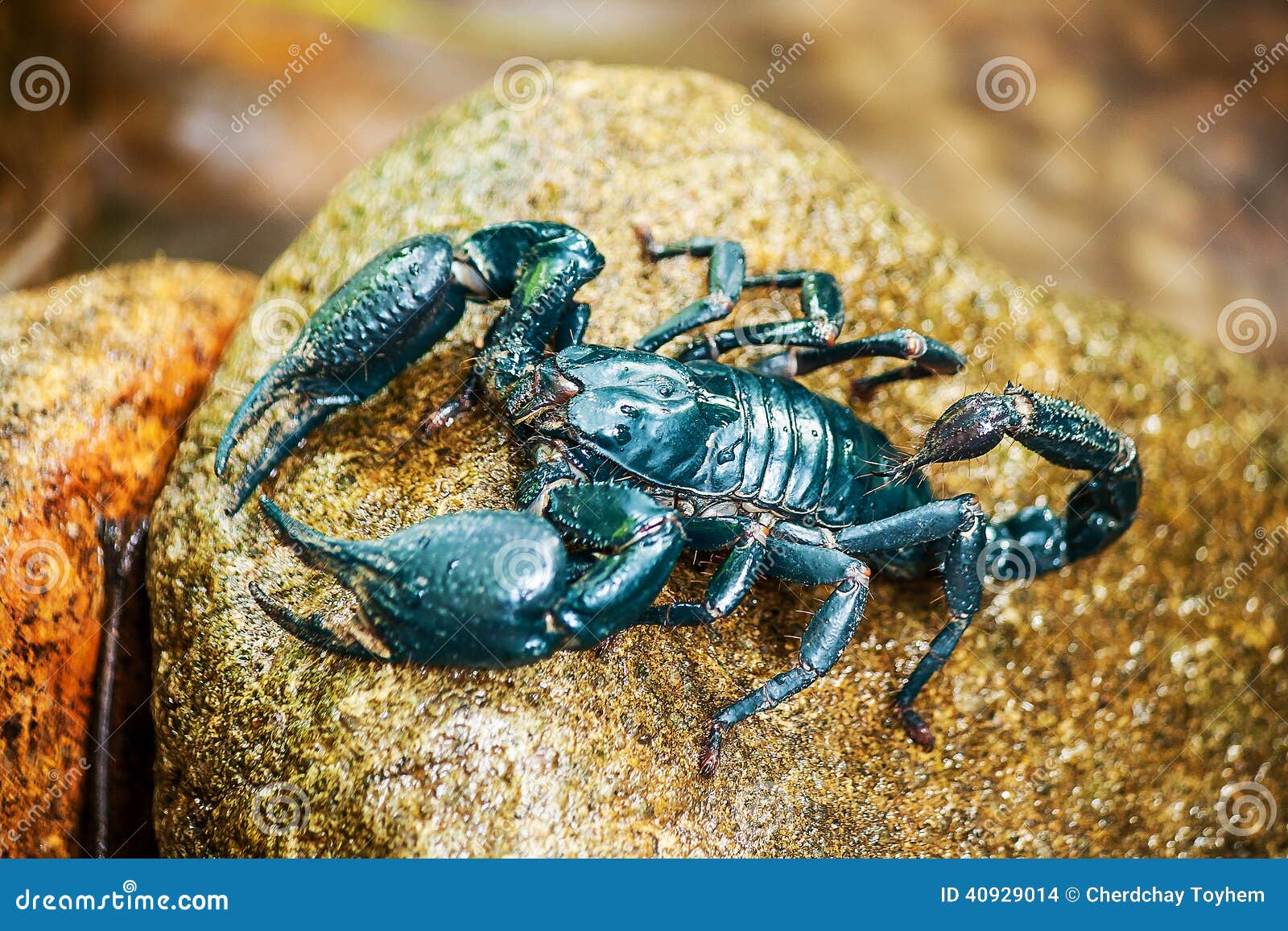 Escorpión azul en la roca foto de archivo. Imagen de azul - 40929014