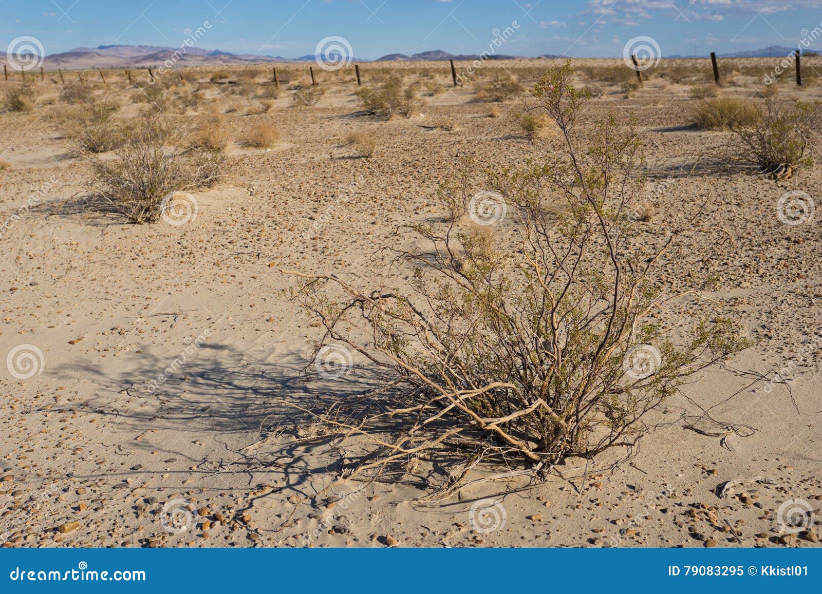 A Escova Cresce No Remendo Do Creosoto Imagem de Stock - Imagem de ...