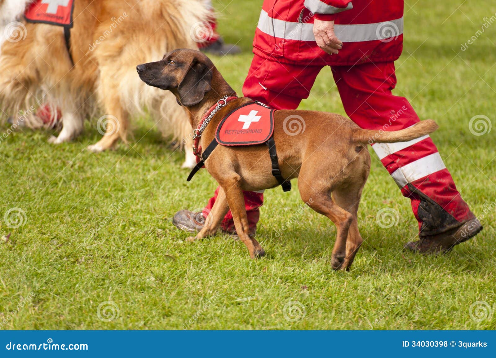 Escuadrilla Del Perro Del Rescate Foto de archivo - Imagen de salto ...