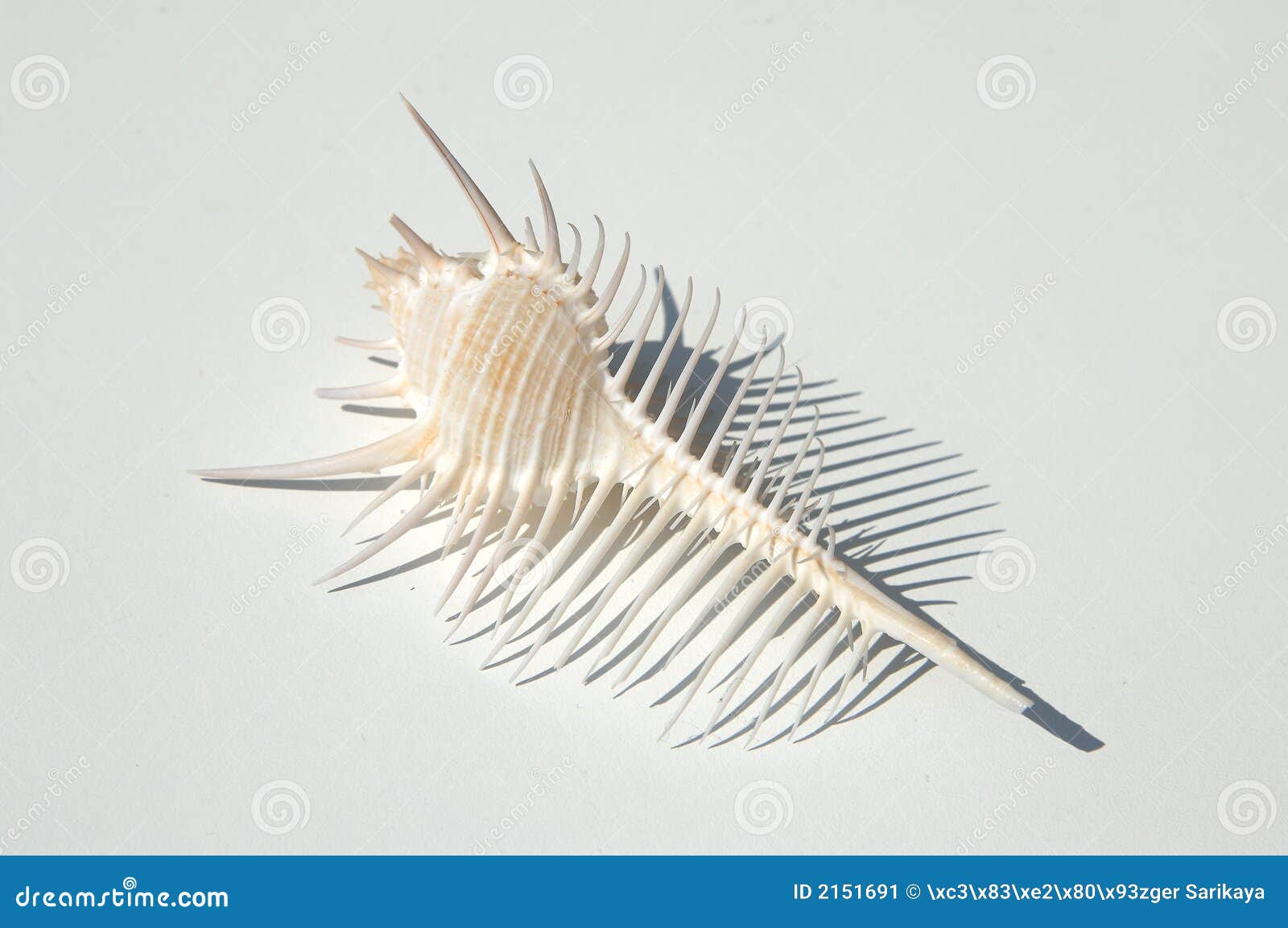 Escudo afiado imagem de stock. Imagem de praia, arenoso - 2151691