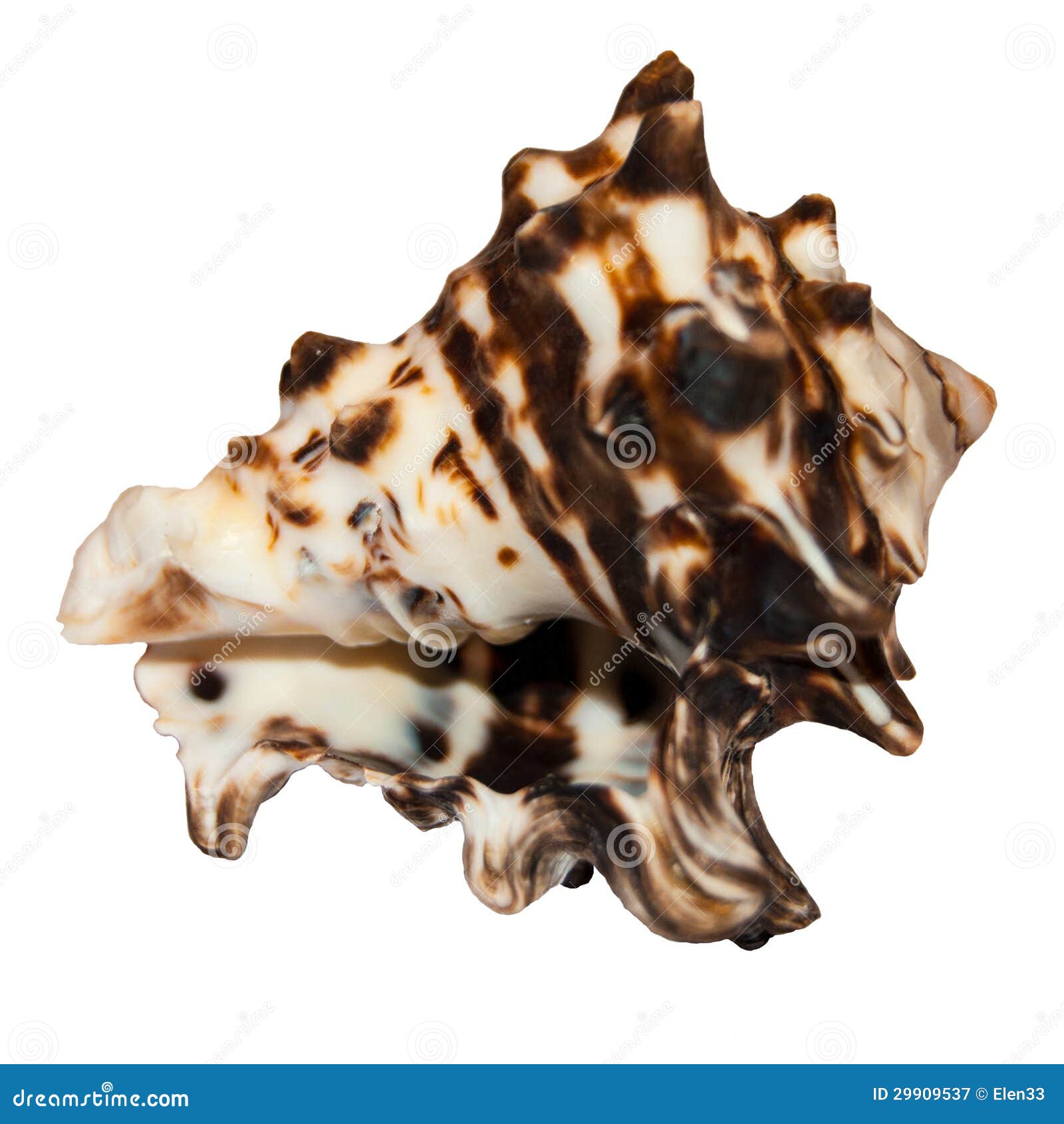 Shell imagem de stock. Imagem de isolado, amarelo, concha - 29909537