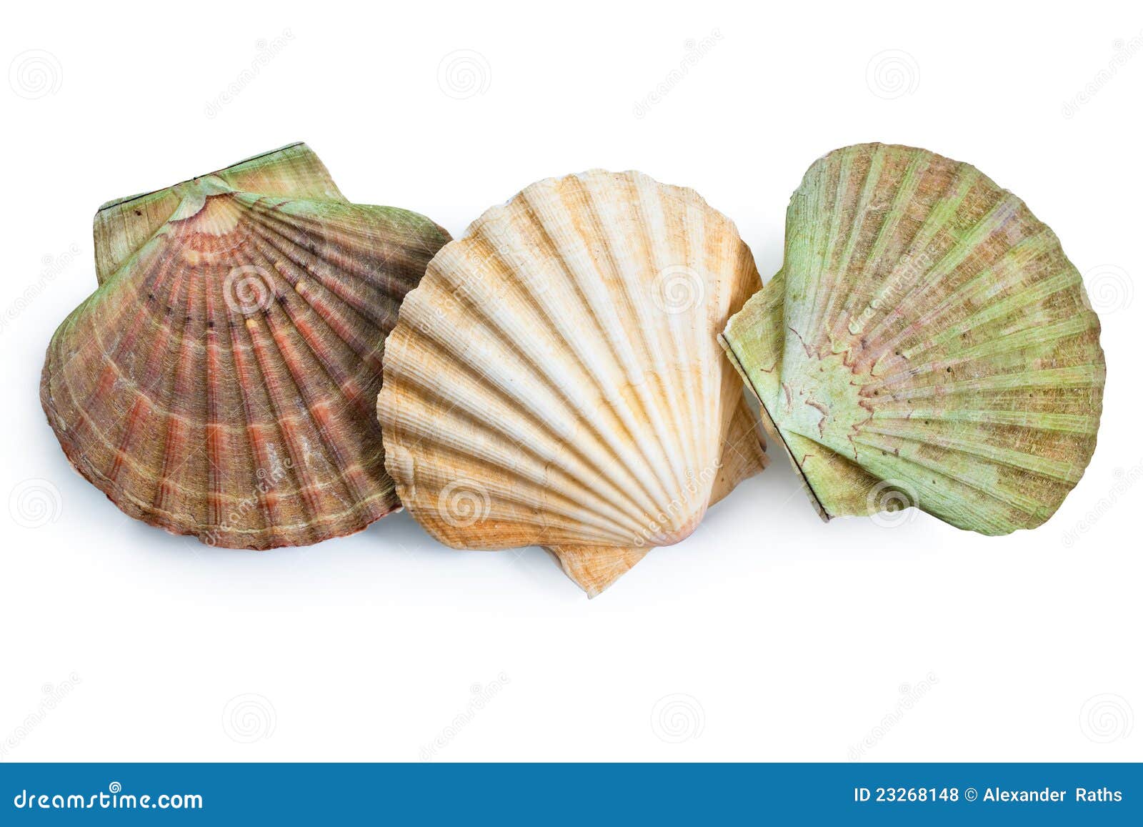 Escudo de Scallops foto de stock. Imagem de branco, concha - 23268148