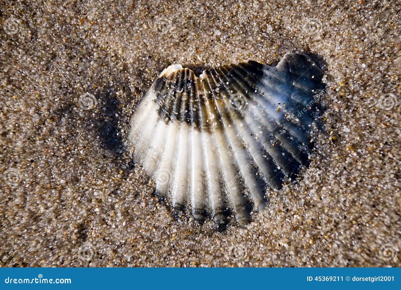 Escudo de vieira imagem de stock. Imagem de mosca, areia - 45369211