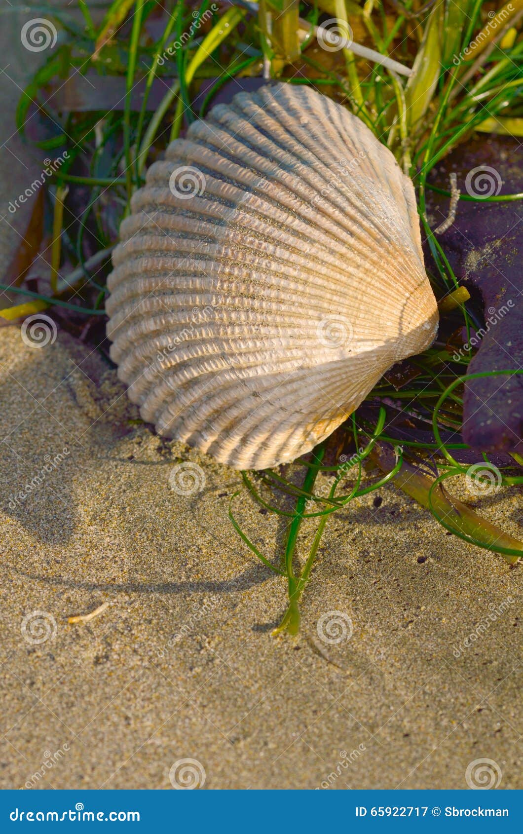 Escudo de vieira imagem de stock. Imagem de algas, alga - 65922717