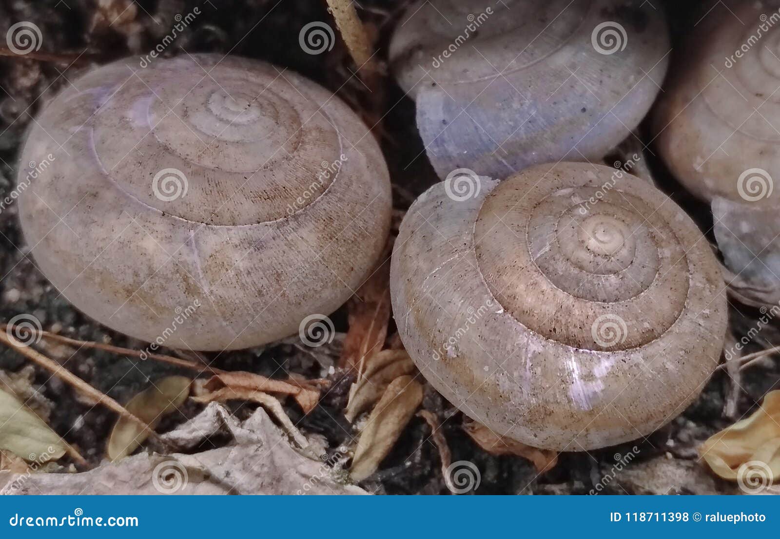 Escudo do caracol foto de stock. Imagem de beleza, macro - 118711398