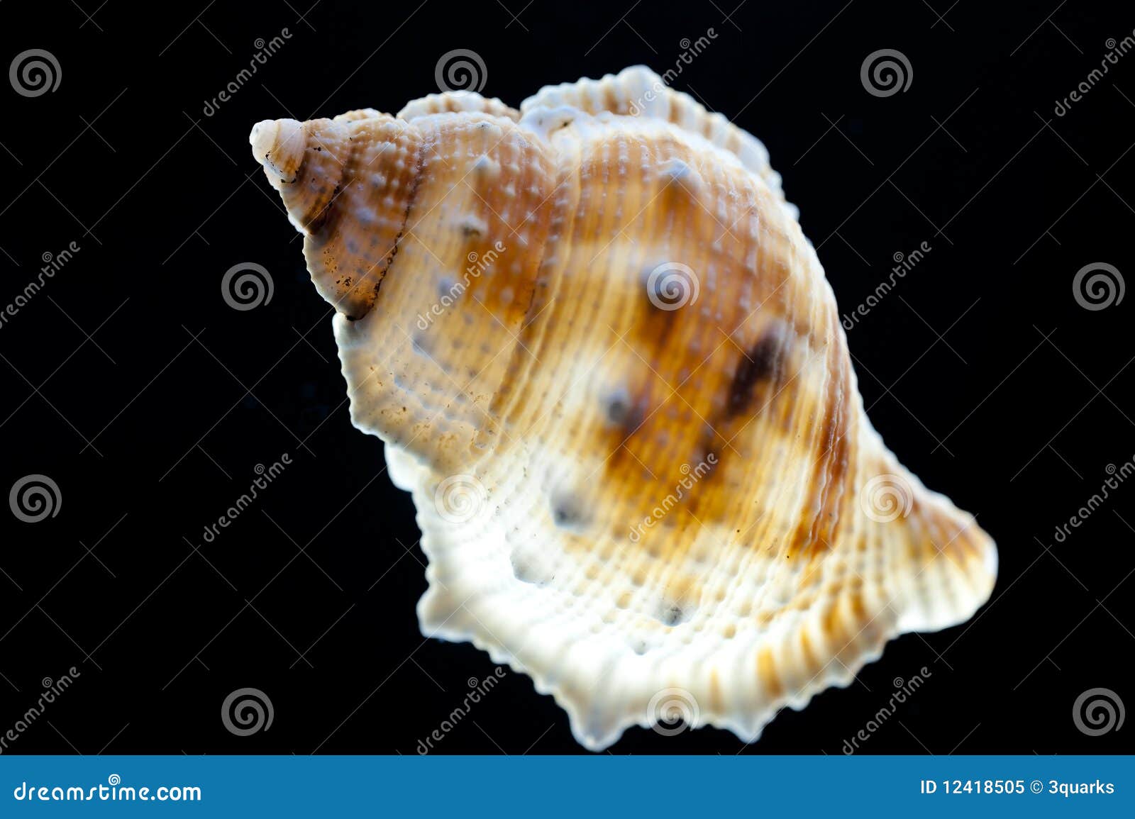 Escudo do caracol imagem de stock. Imagem de mosca, geométrico - 12418505