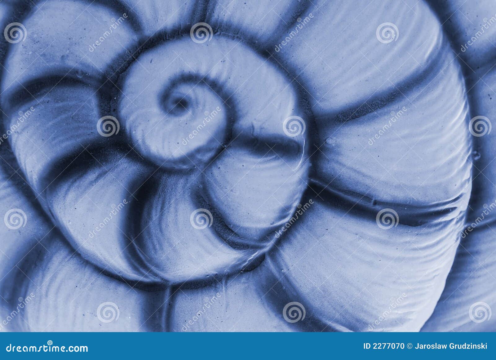 Escudo do caracol foto de stock. Imagem de macro, vieira - 2277070