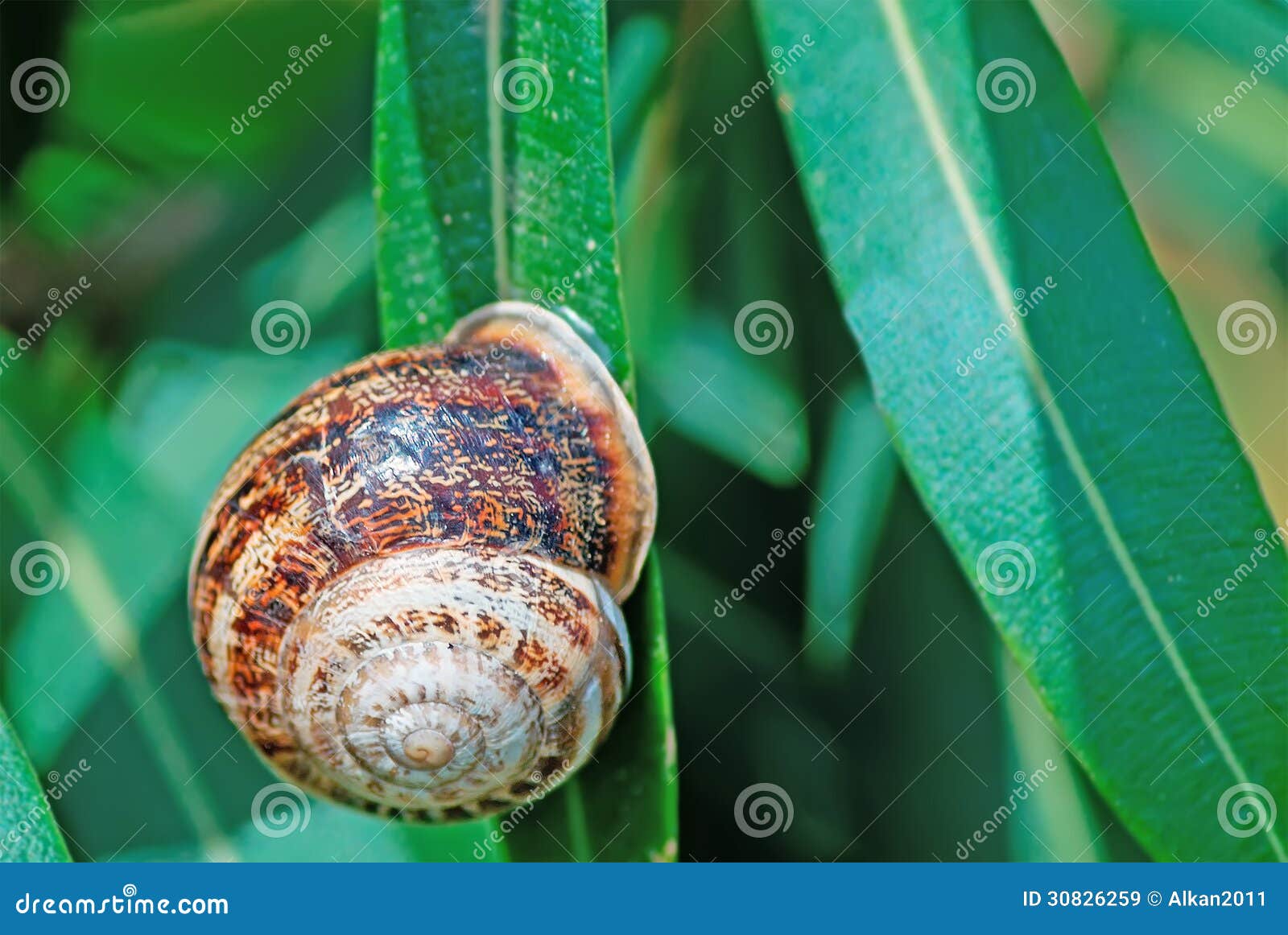 Escudo do caracol imagem de stock. Imagem de lesma, lodo - 30826259