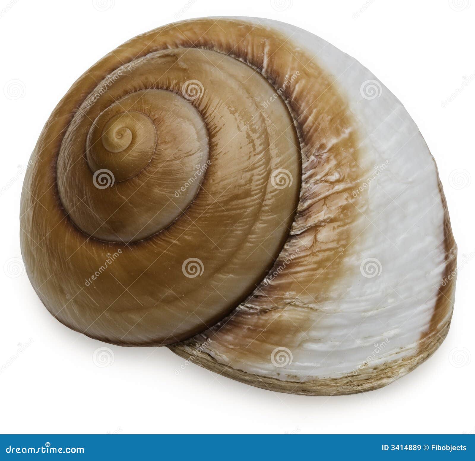 Escudo do caracol imagem de stock. Imagem de grampeado - 3414889