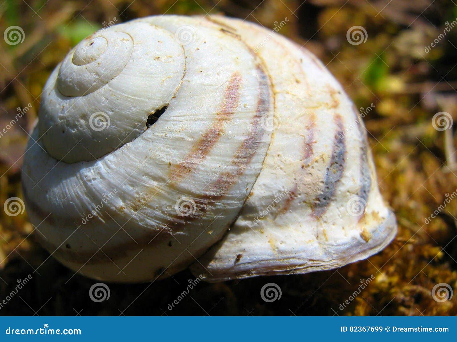 Escudo do caracol imagem de stock. Imagem de prado, colorido - 82367699