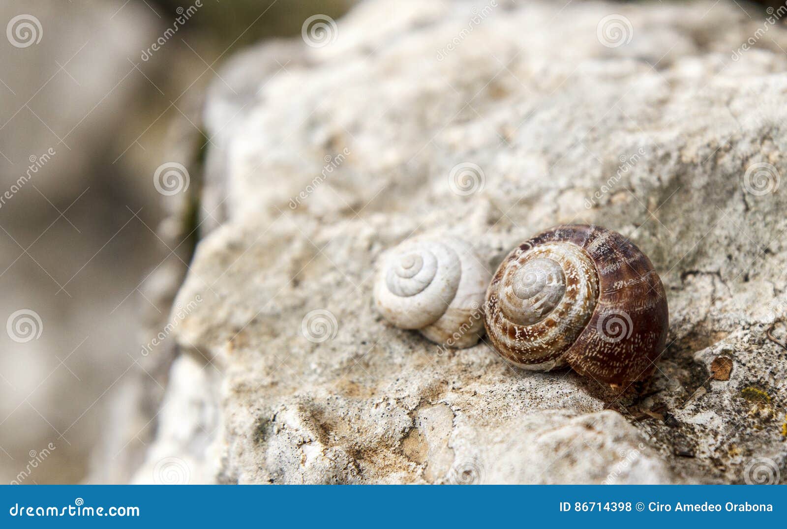 Escudo do caracol foto de stock. Imagem de casa, isolado - 86714398