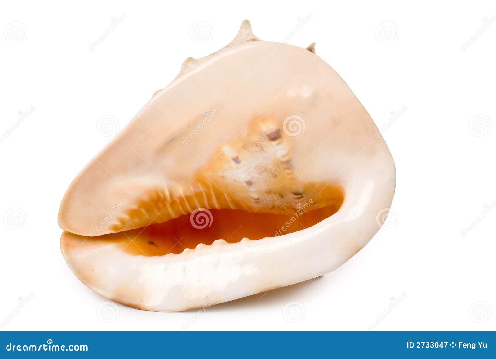 Escudo do Conch imagem de stock. Imagem de concha, marinho - 2733047