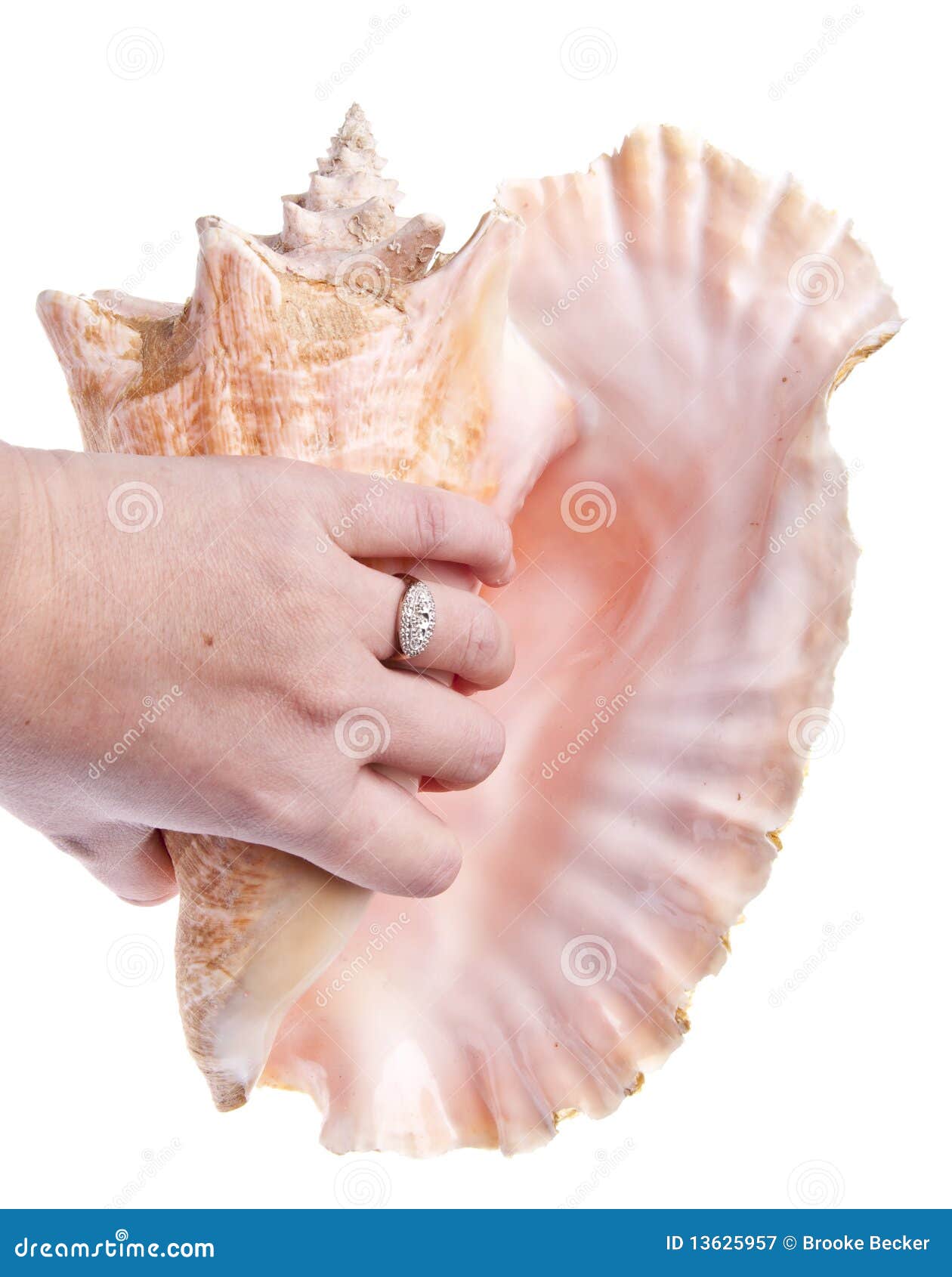 Escudo do Conch disponivel imagem de stock. Imagem de concha - 13625957