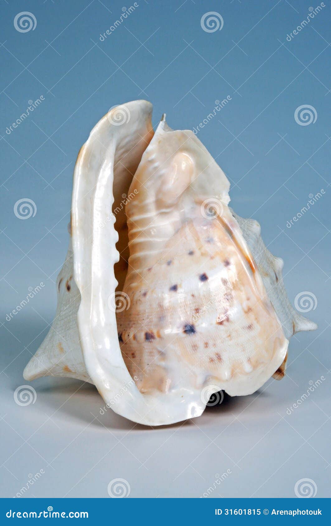 Escudo do Concha imagem de stock. Imagem de fundo, canal - 31601815