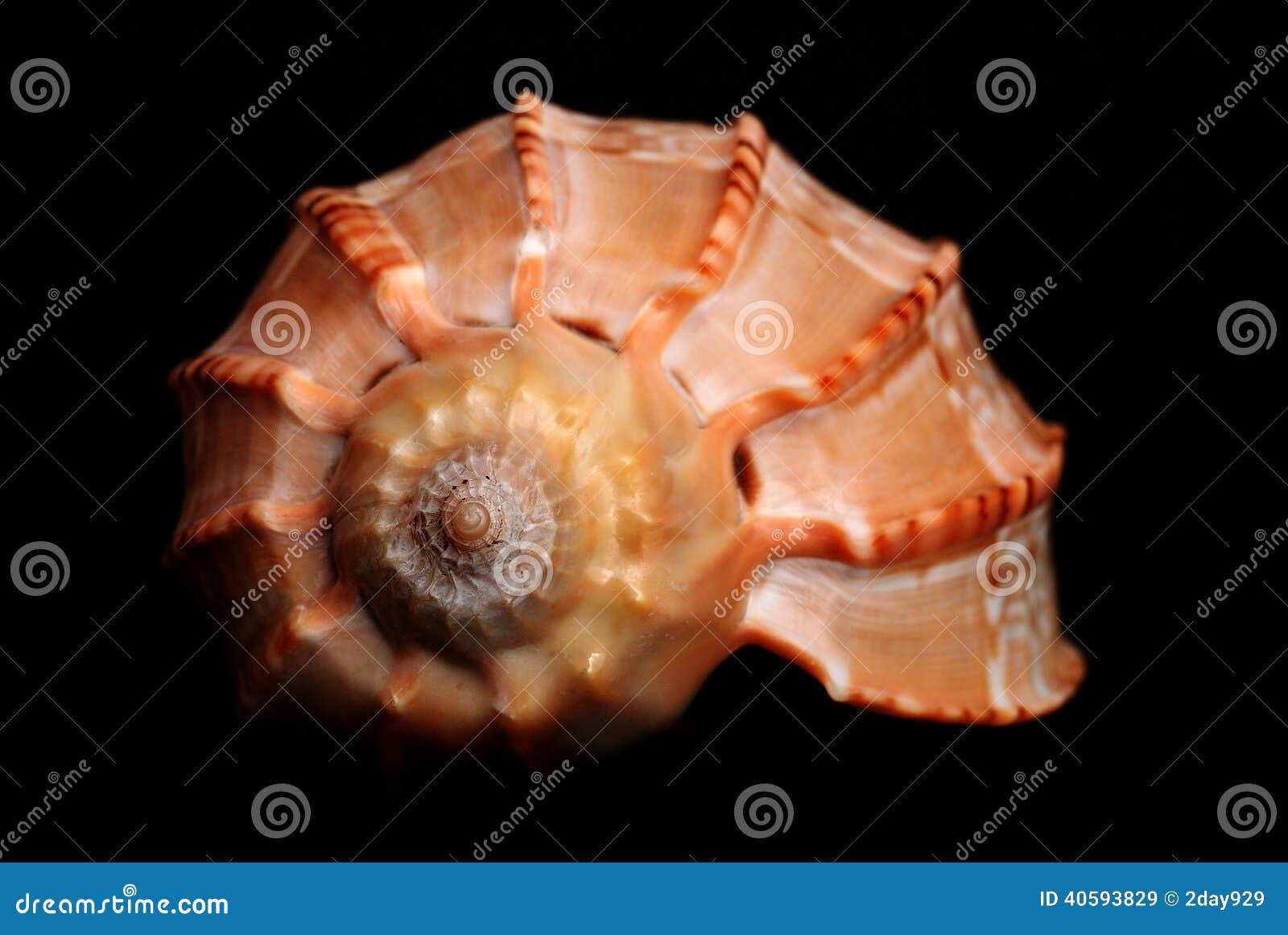 Escudo do mar imagem de stock. Imagem de recuo, objeto - 40593829