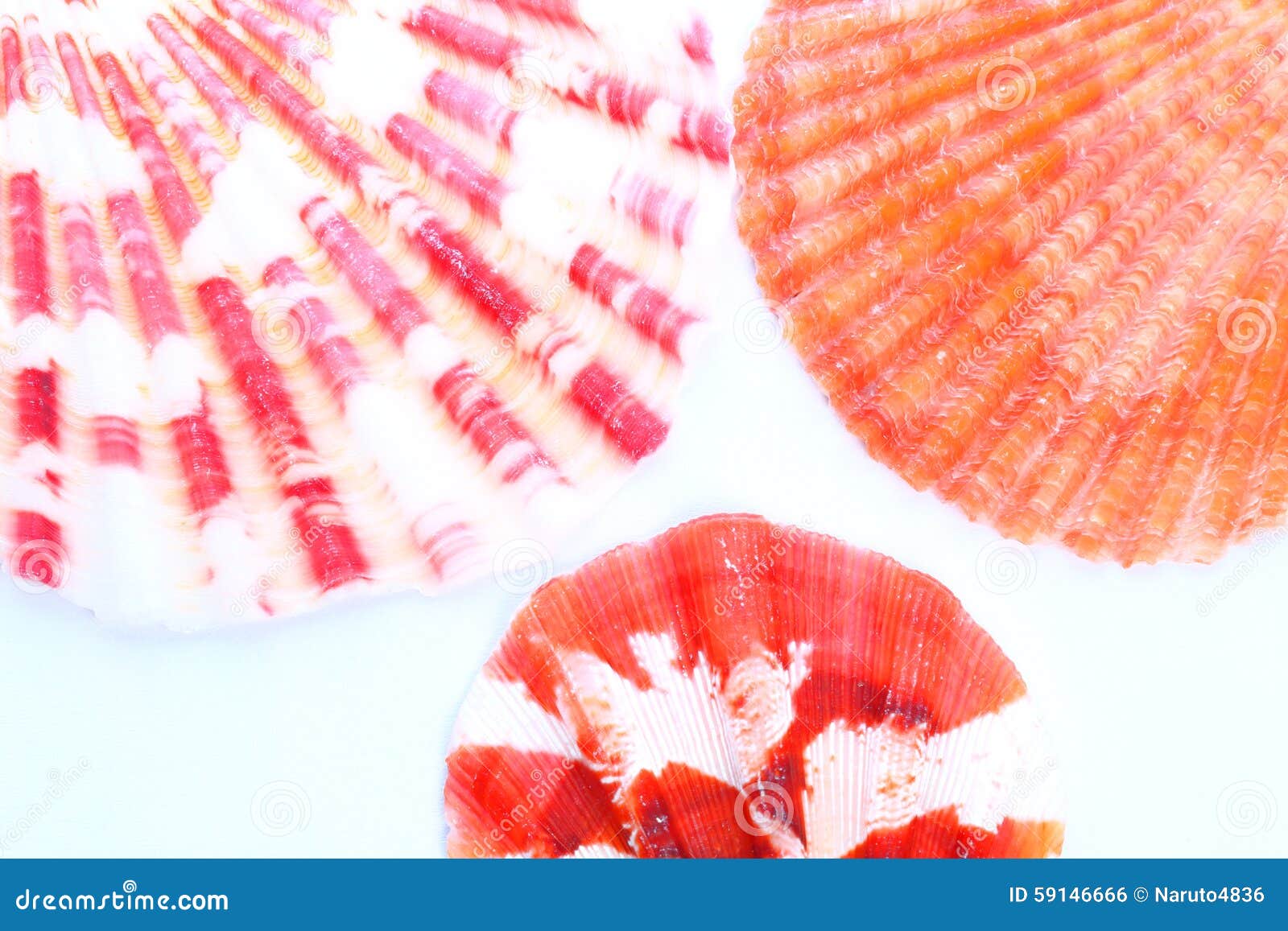 Escudo do mar foto de stock. Imagem de pooling, marinho - 59146666