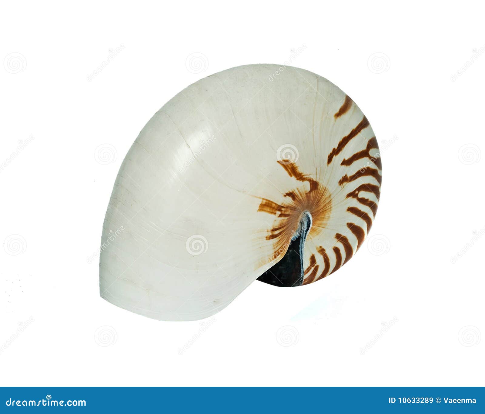 Escudo do nautilus imagem de stock. Imagem de hélice - 10633289