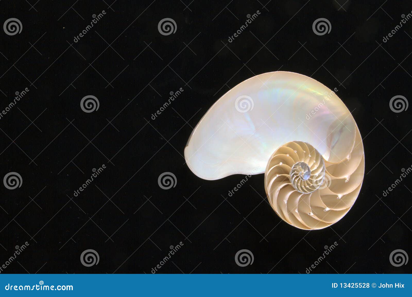 Escudo do nautilus foto de stock. Imagem de invertebrado - 13425528