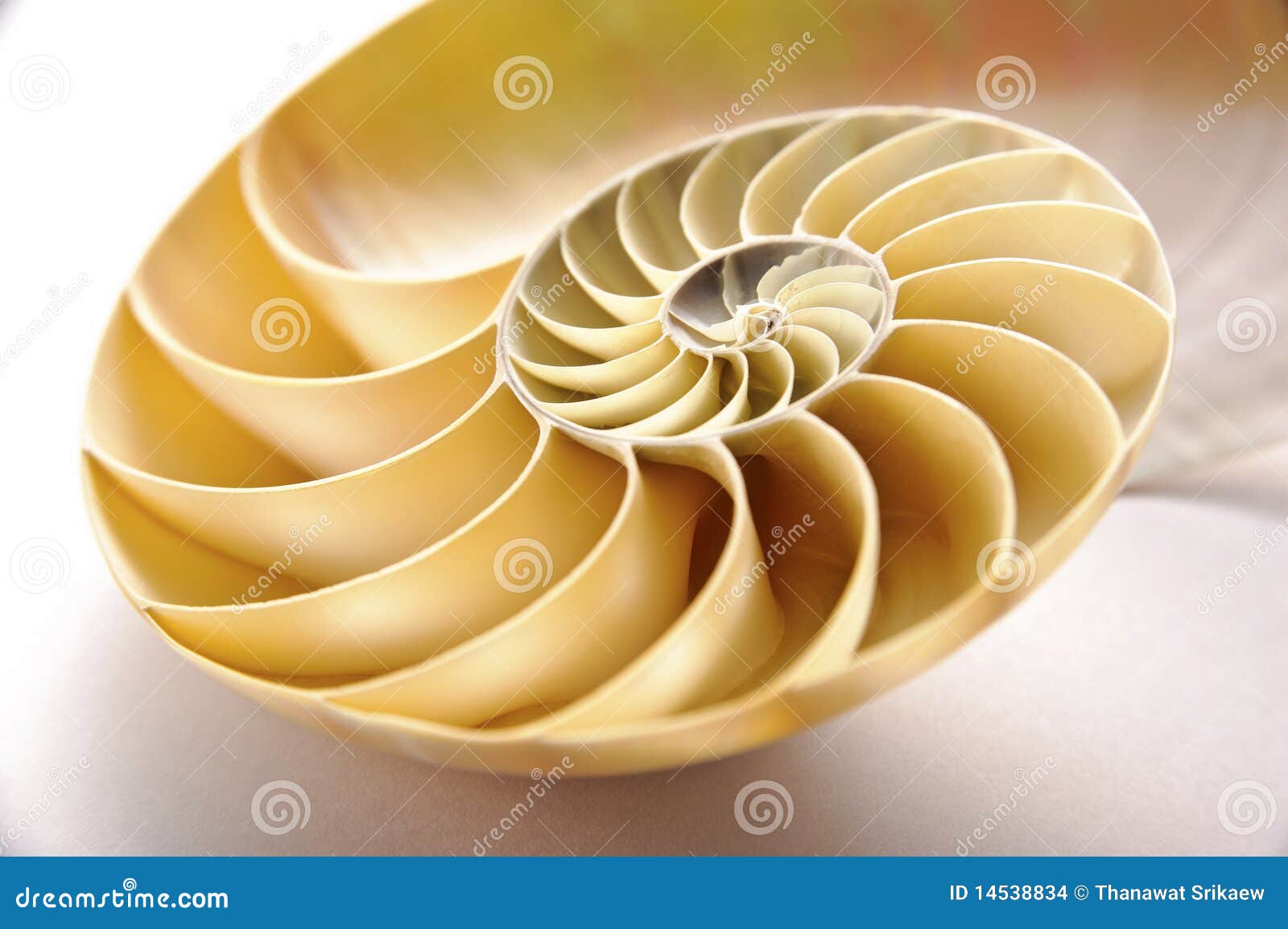 Escudo do nautilus foto de stock. Imagem de vida, descoberta - 14538834