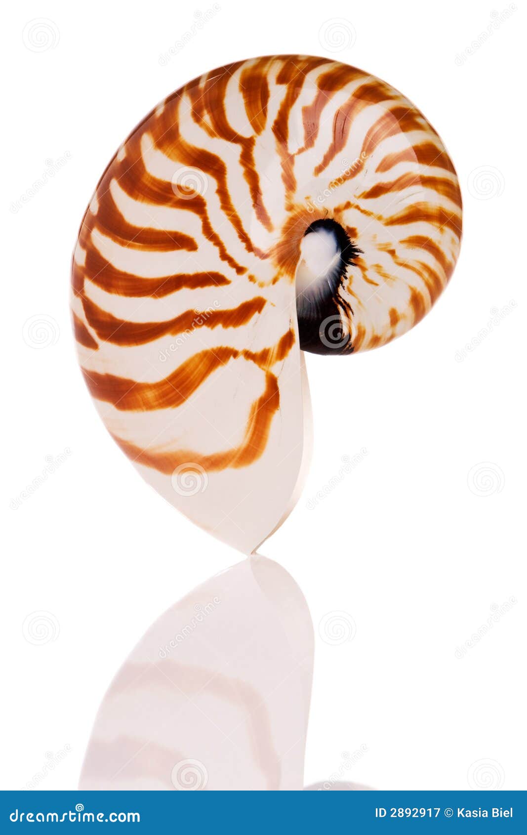 Escudo do nautilus imagem de stock. Imagem de fundo, macro - 2892917