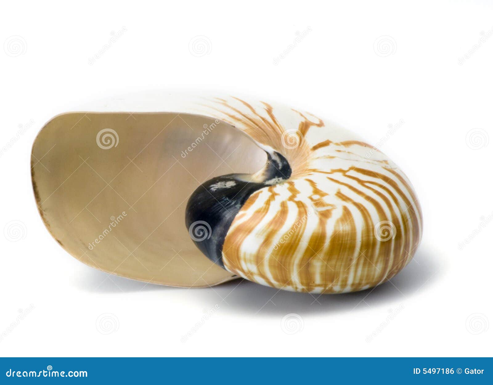 Escudo do nautilus foto de stock. Imagem de roxo, projéteis - 5497186