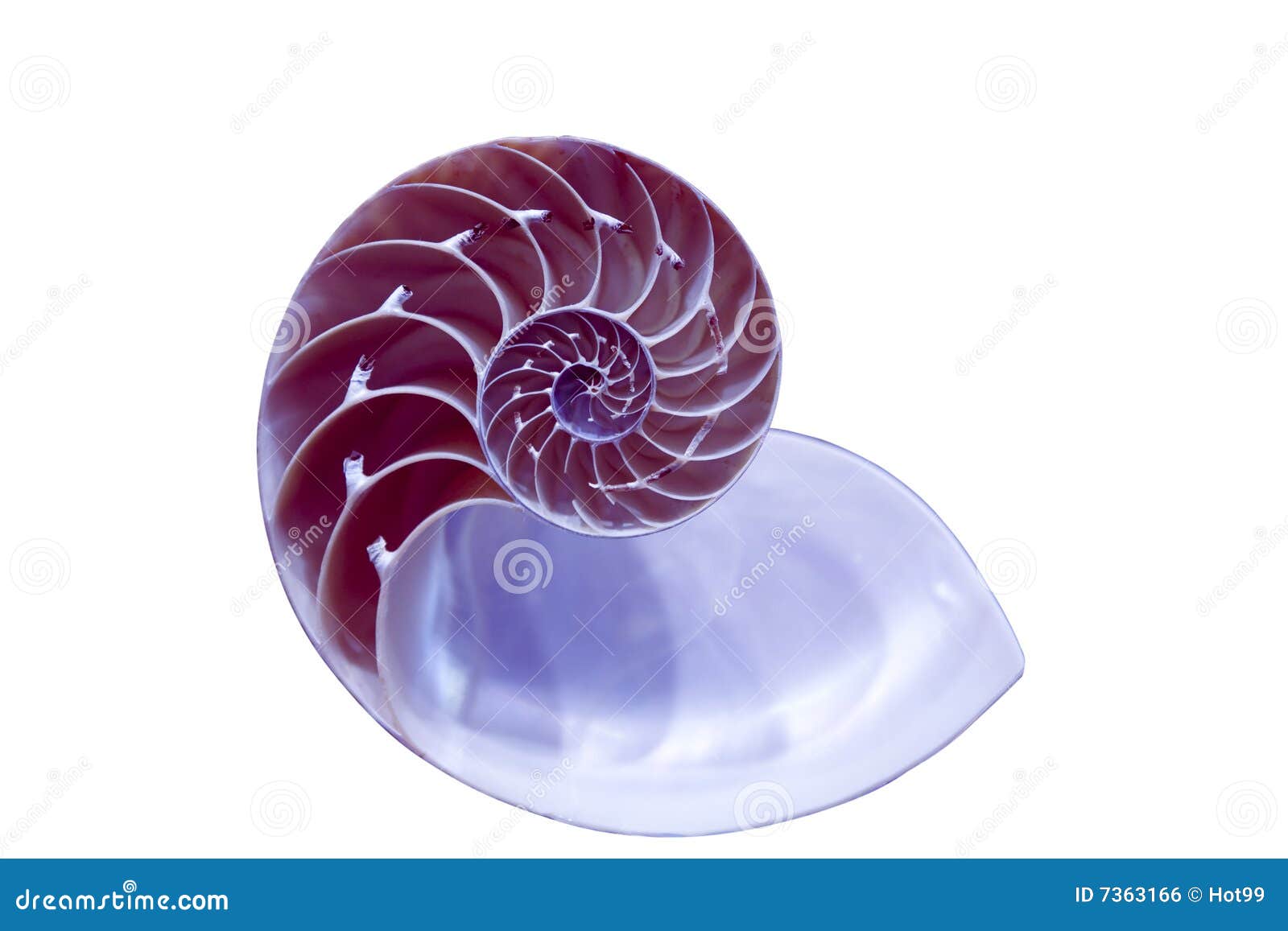 Escudo do nautilus foto de stock. Imagem de vertical, biologia - 7363166