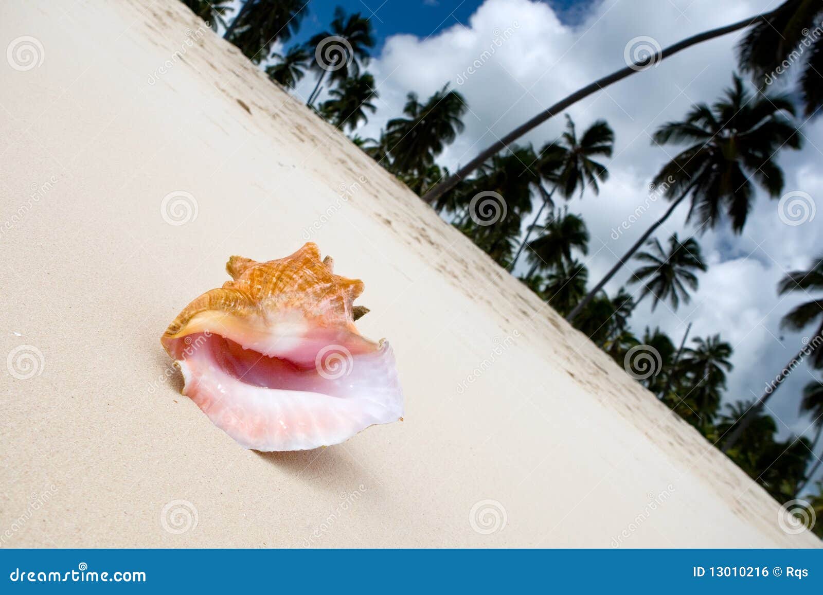 Escudo Na Praia Branca Do Sbad Foto de Stock - Imagem de fundo, feriado ...