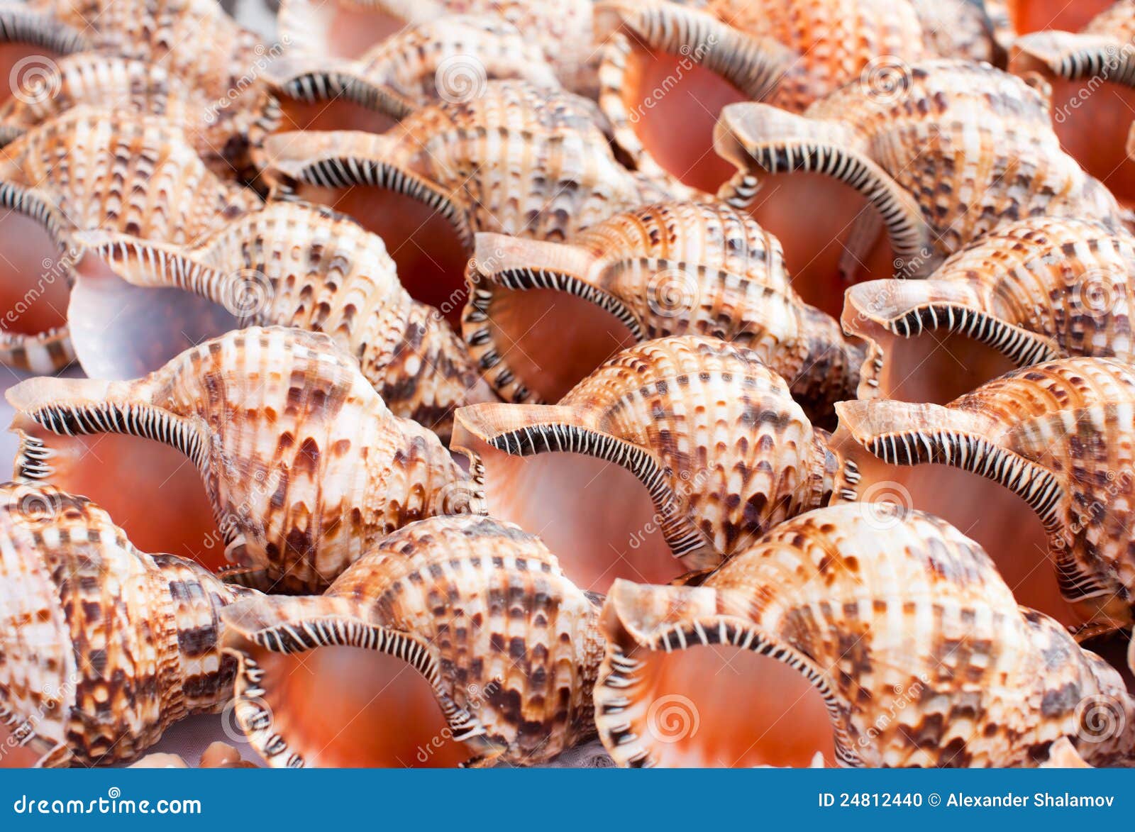 Escudos do Conch foto de stock. Imagem de naughty, concha - 24812440