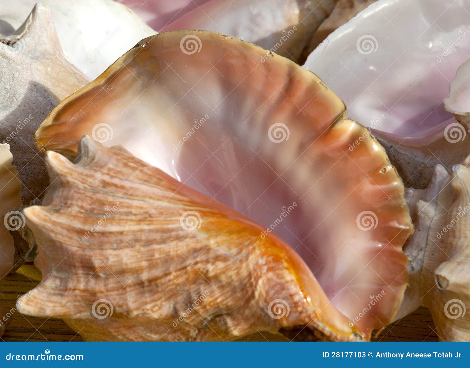 Escudos do conch da rainha imagem de stock. Imagem de concha - 28177103