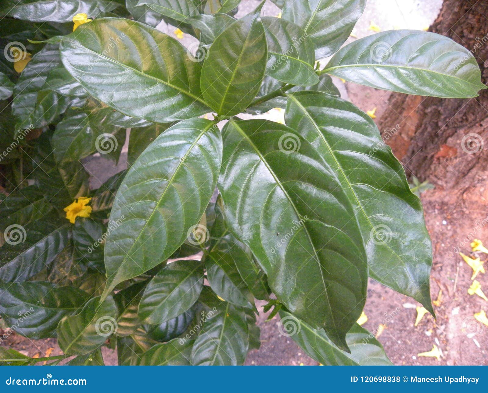 Escuro - Folhas Da Cor Verde Da Planta Do Jasmim Foto de Stock - Imagem ...