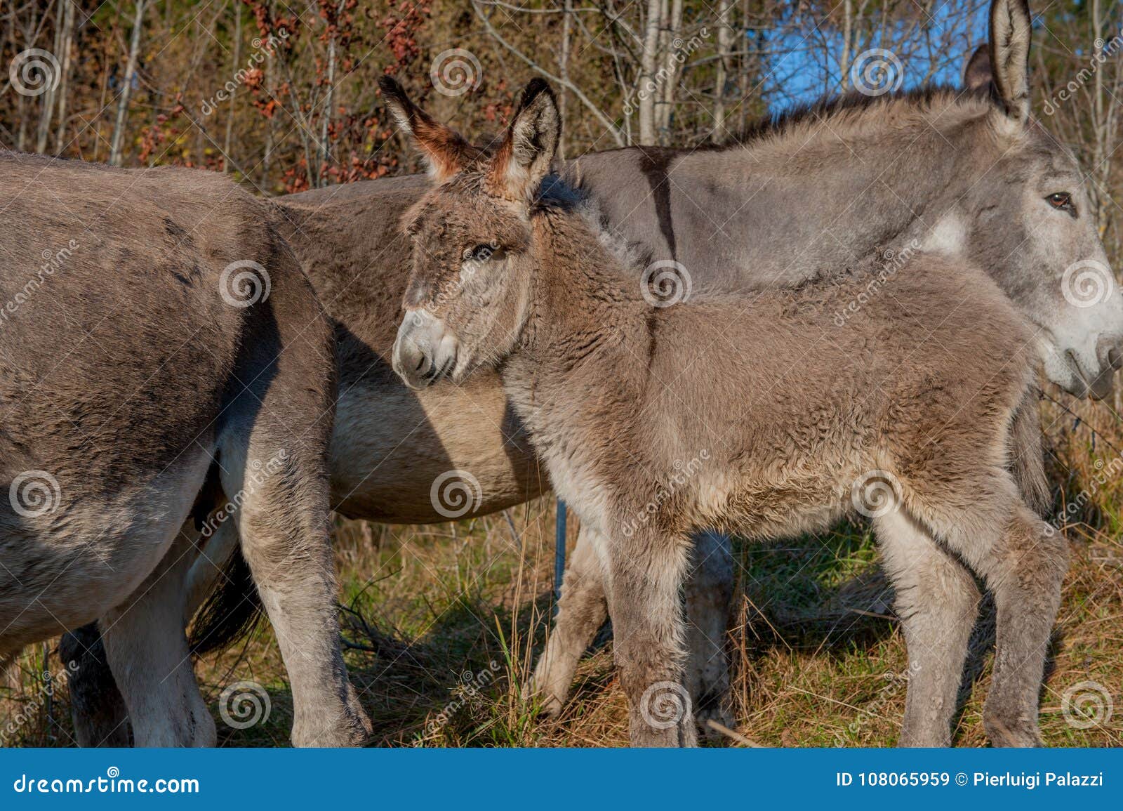 Esel stockbild. Bild von fohlen, wiese, verbergen, feld - 108065959