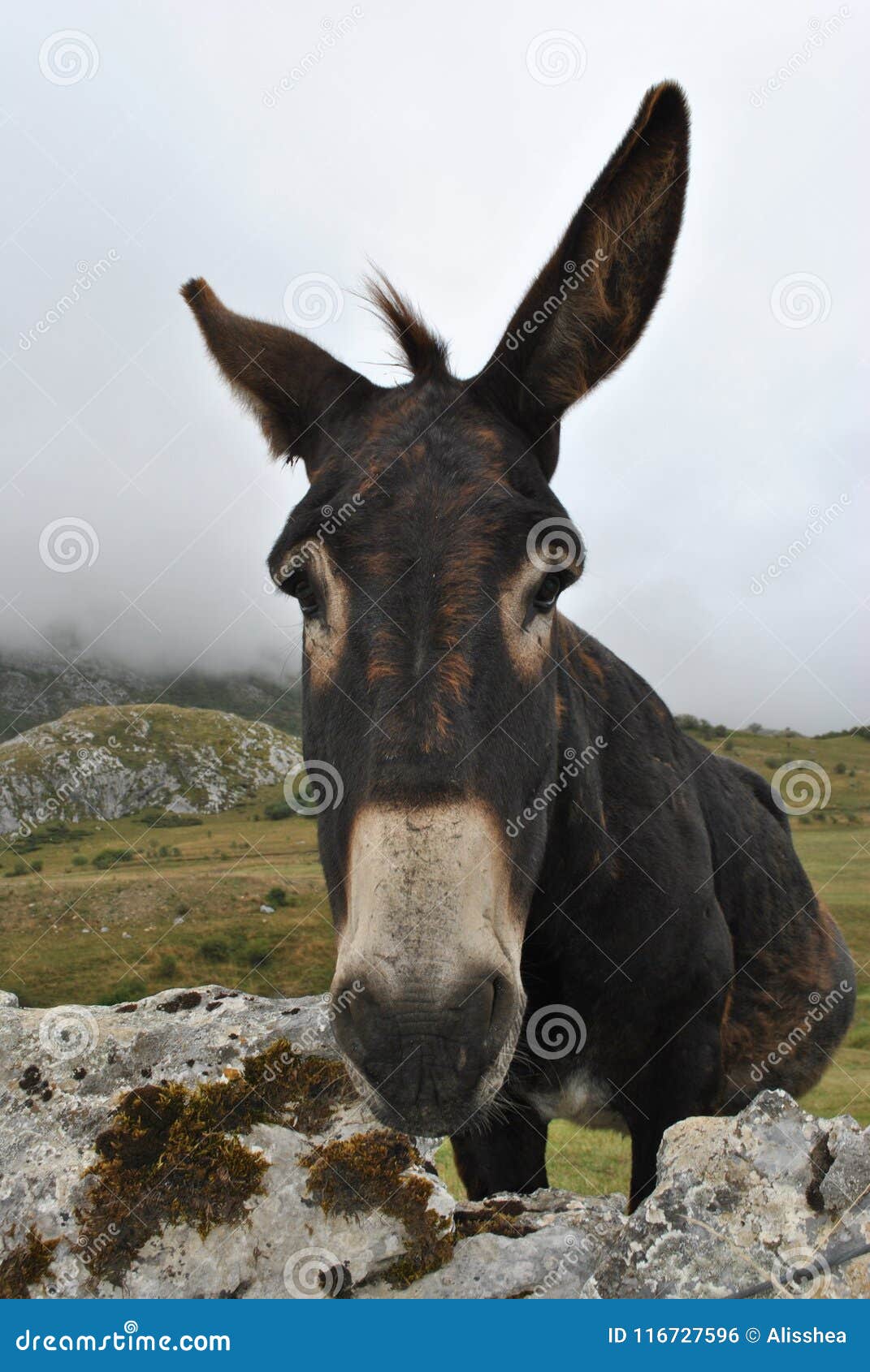 Esel stockfoto. Bild von esel, spanien, berge, nebel - 116727596
