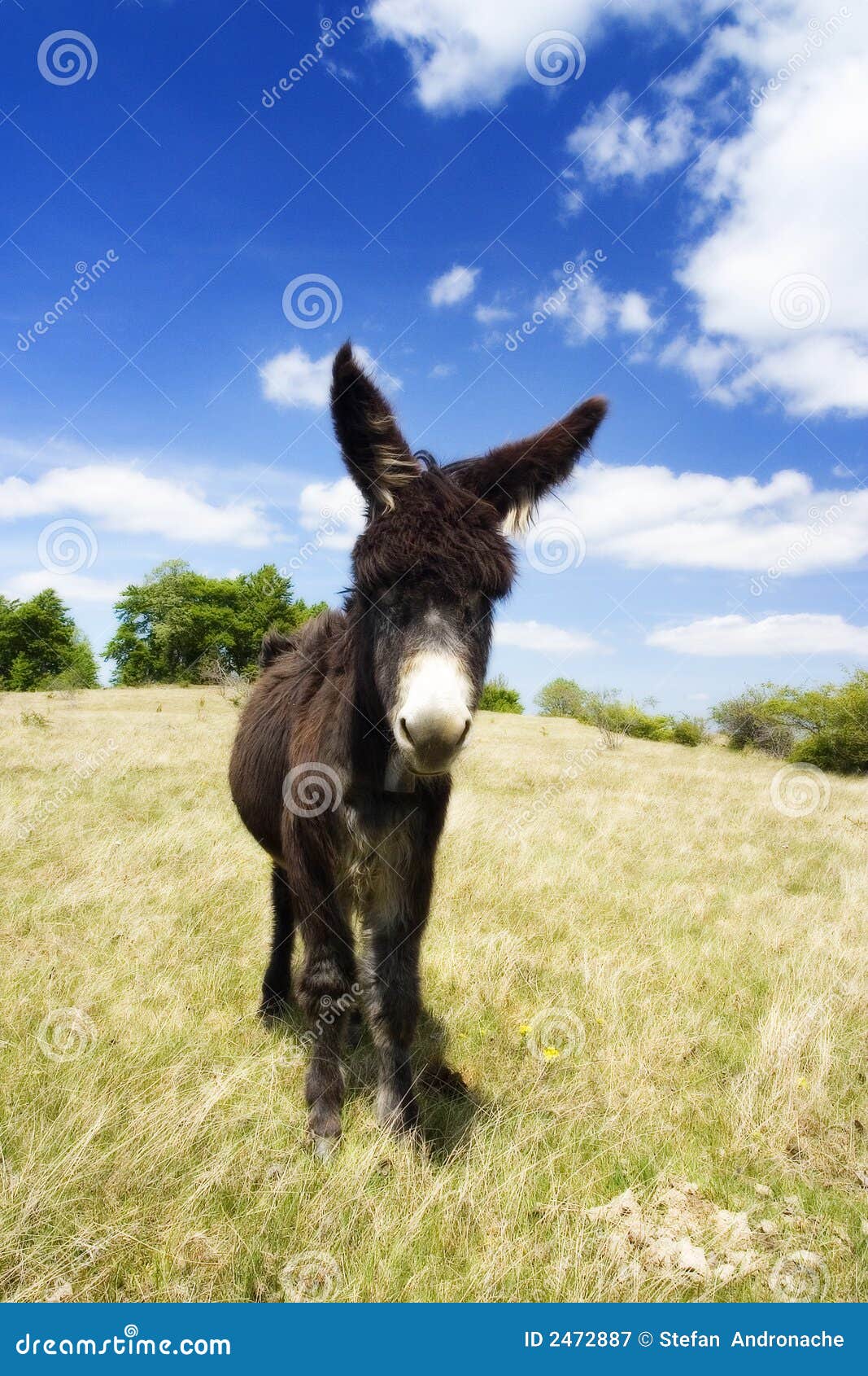 Esel stockbild. Bild von esel, alleine, tier, einsam, haarig - 2472887