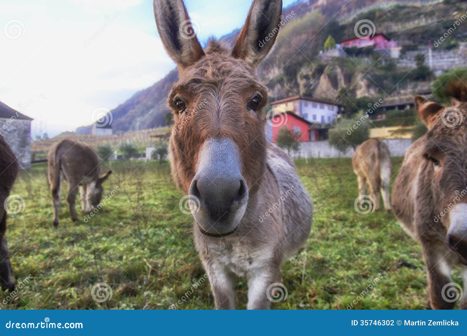 Esel stockfoto. Bild von tiere, tier, kopf, ohren, neugierig - 35746302