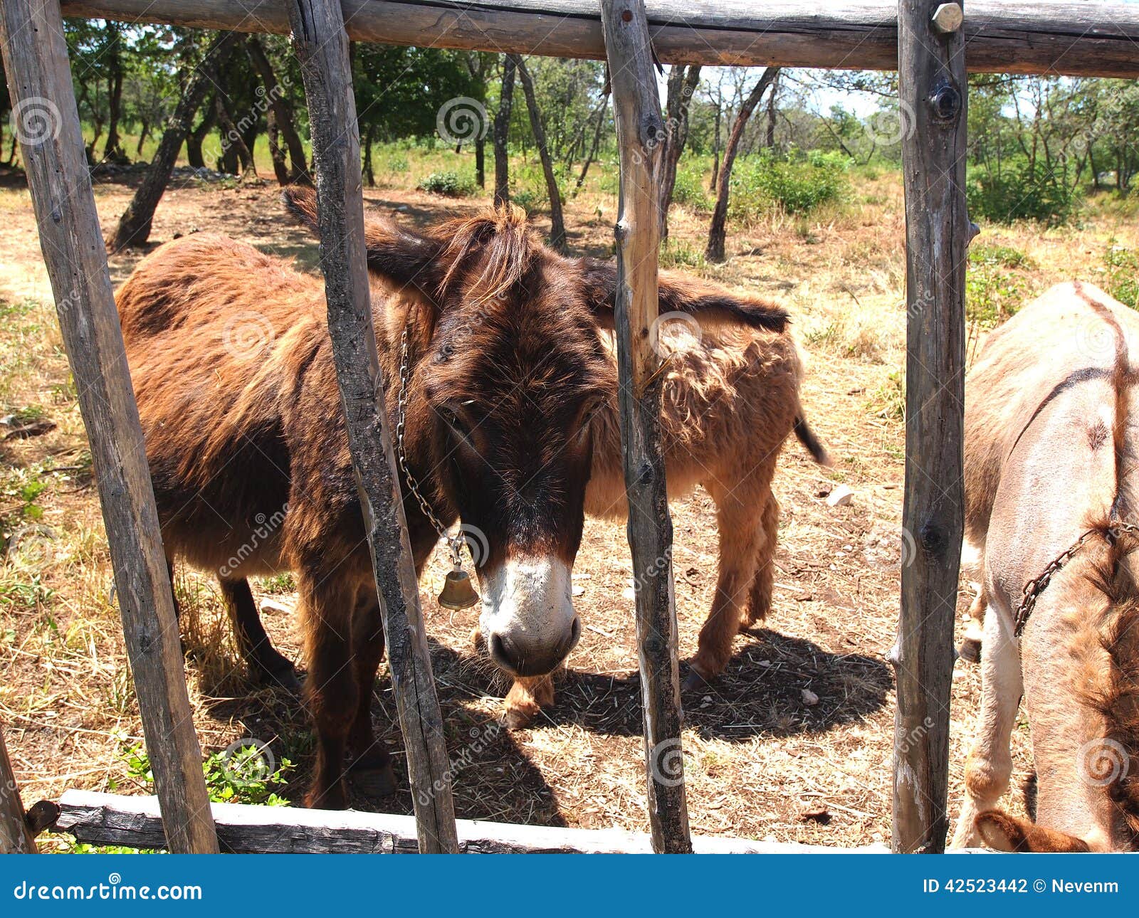 Esel stockfoto. Bild von inländisch, zaun, tier, hintergrund - 42523442