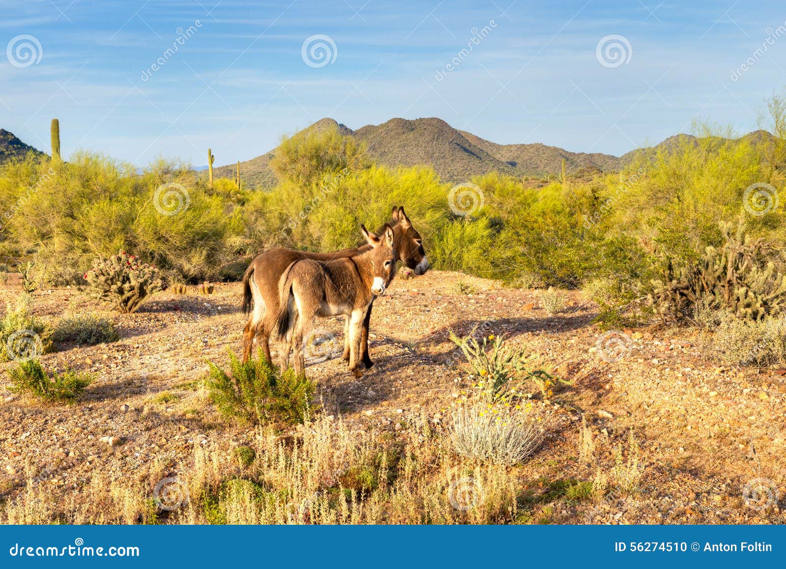 Esel stockfoto. Bild von wild, esel, wüste, bär, landschaft - 56274510