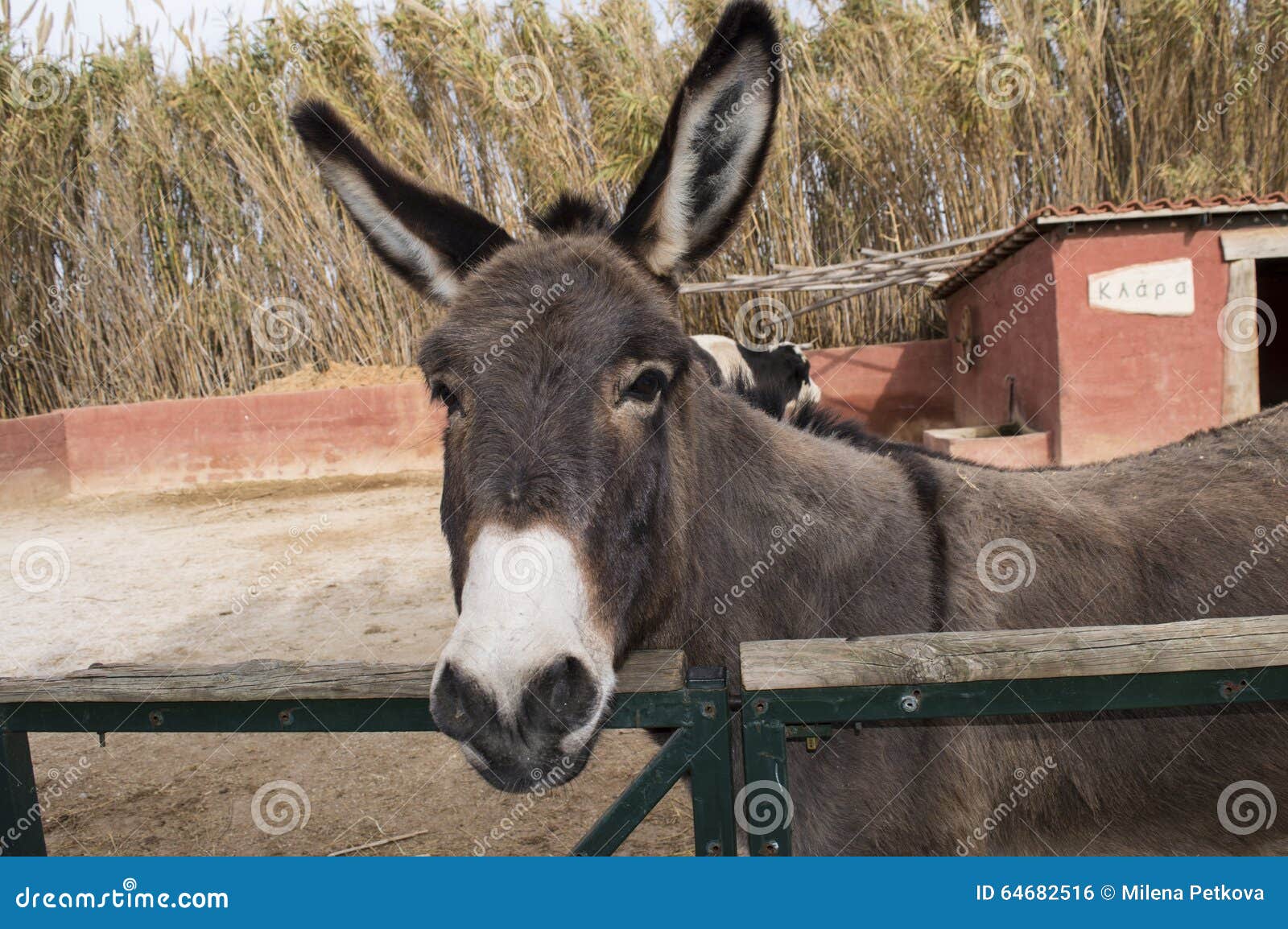 Esel stockfoto. Bild von esel, griechenland, attika, athen - 64682516