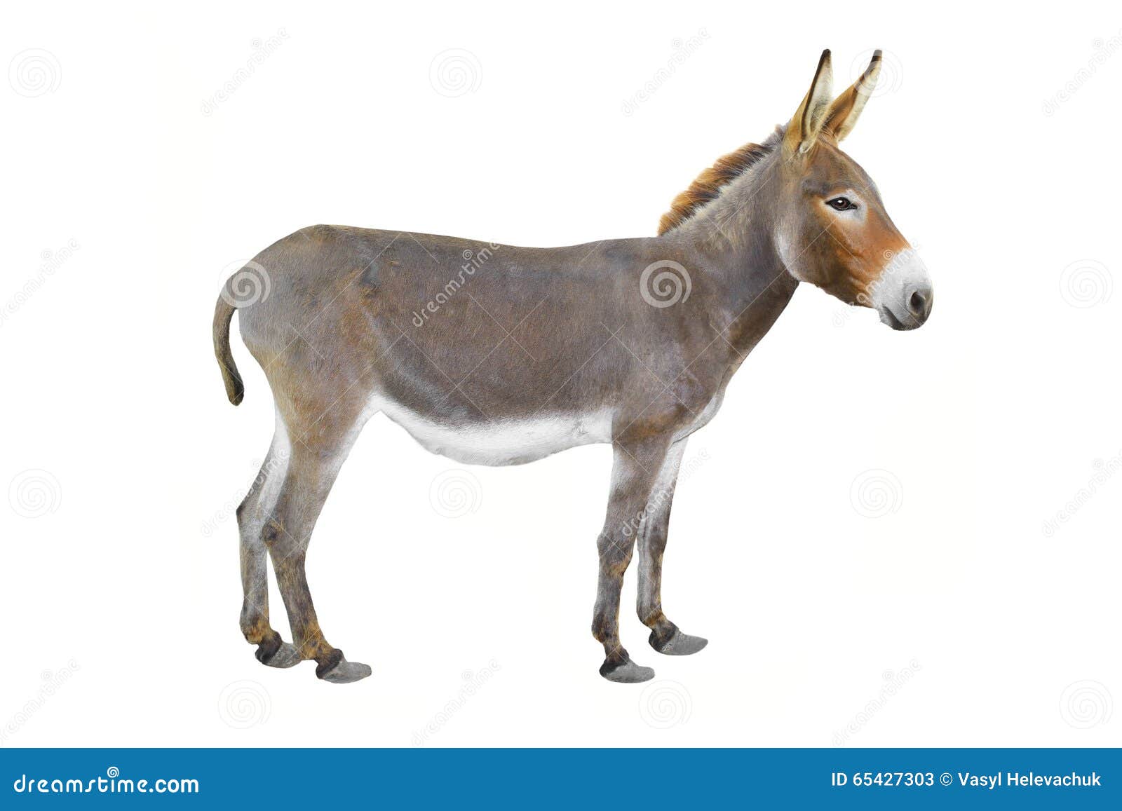 Esel stockbild. Bild von vieh, grau, studio, tier, hartnäckig - 65427303