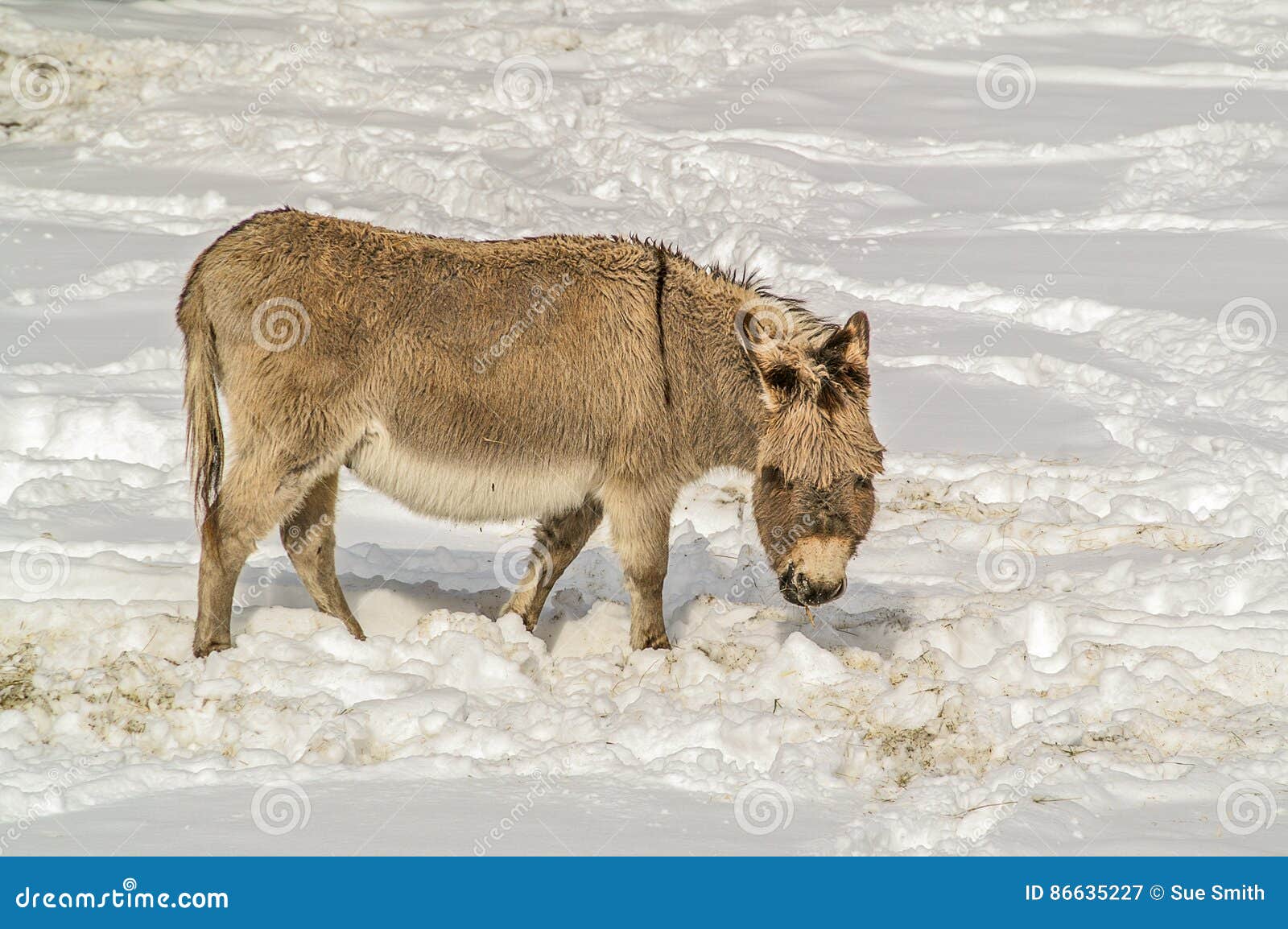 Esel, Burro oder Esel stockbild. Bild von winter, nahrung - 86635227