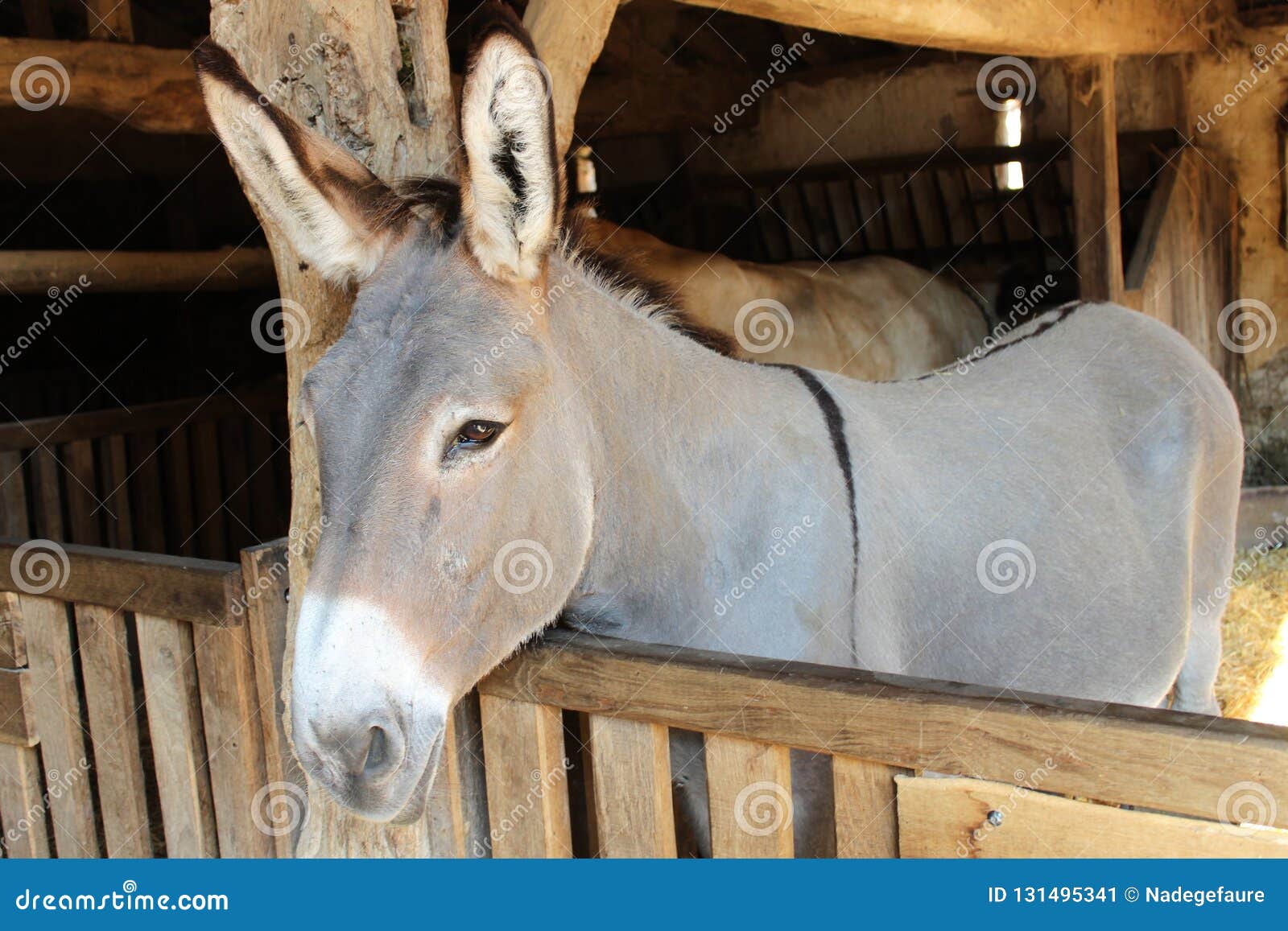 Esel Cotentin in Seinem Stall Stockbild - Bild von beständig, nave ...