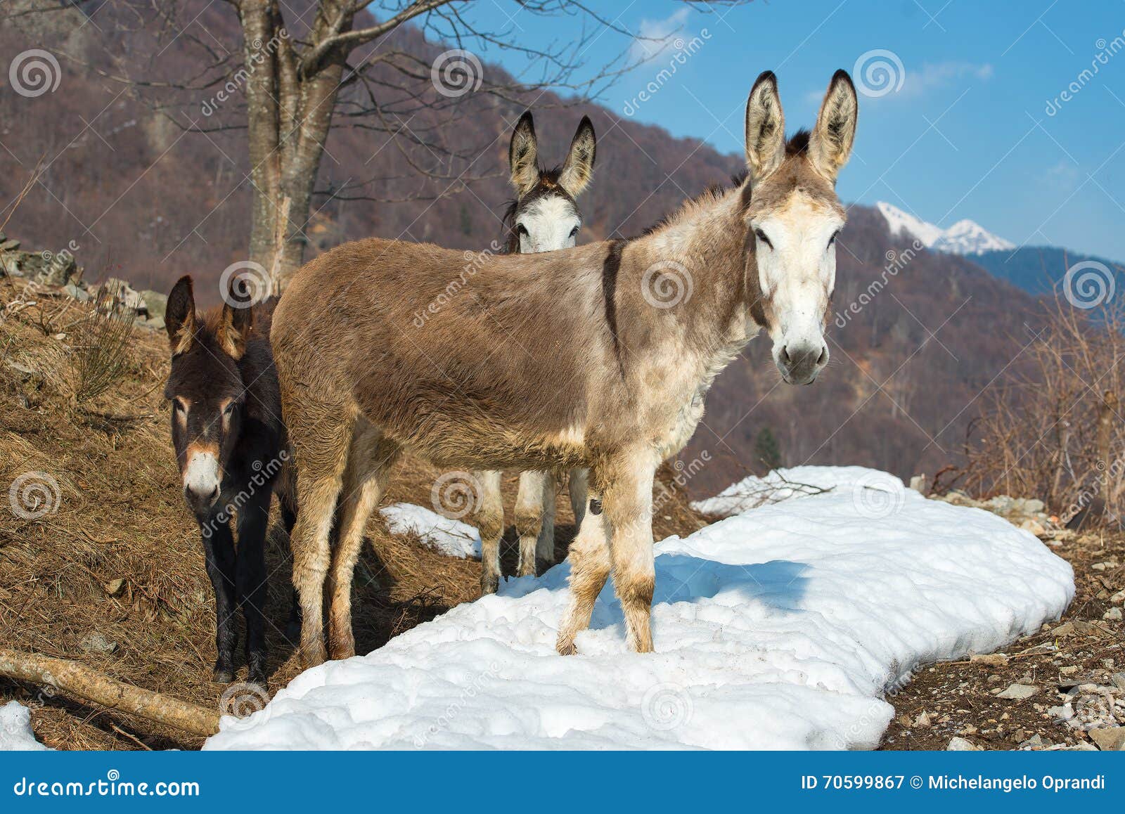 Esel in den Bergen stockbild. Bild von bauernhof, braun - 70599867