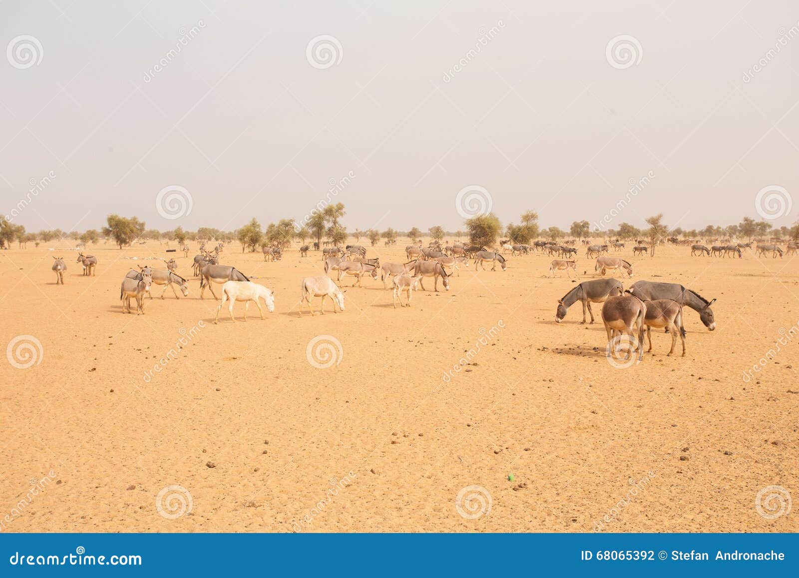 Esel in Der Sahara-Wüste, in Mauretanien Stockfoto - Bild von esel ...